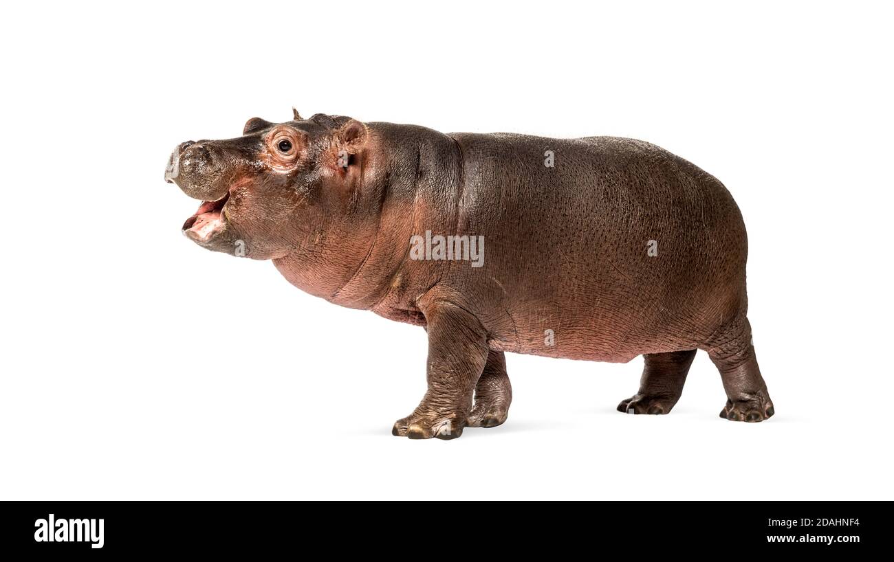 Hippo calf, 3 months old, isolated, Hippopotamus amphibius Stock Photo ...