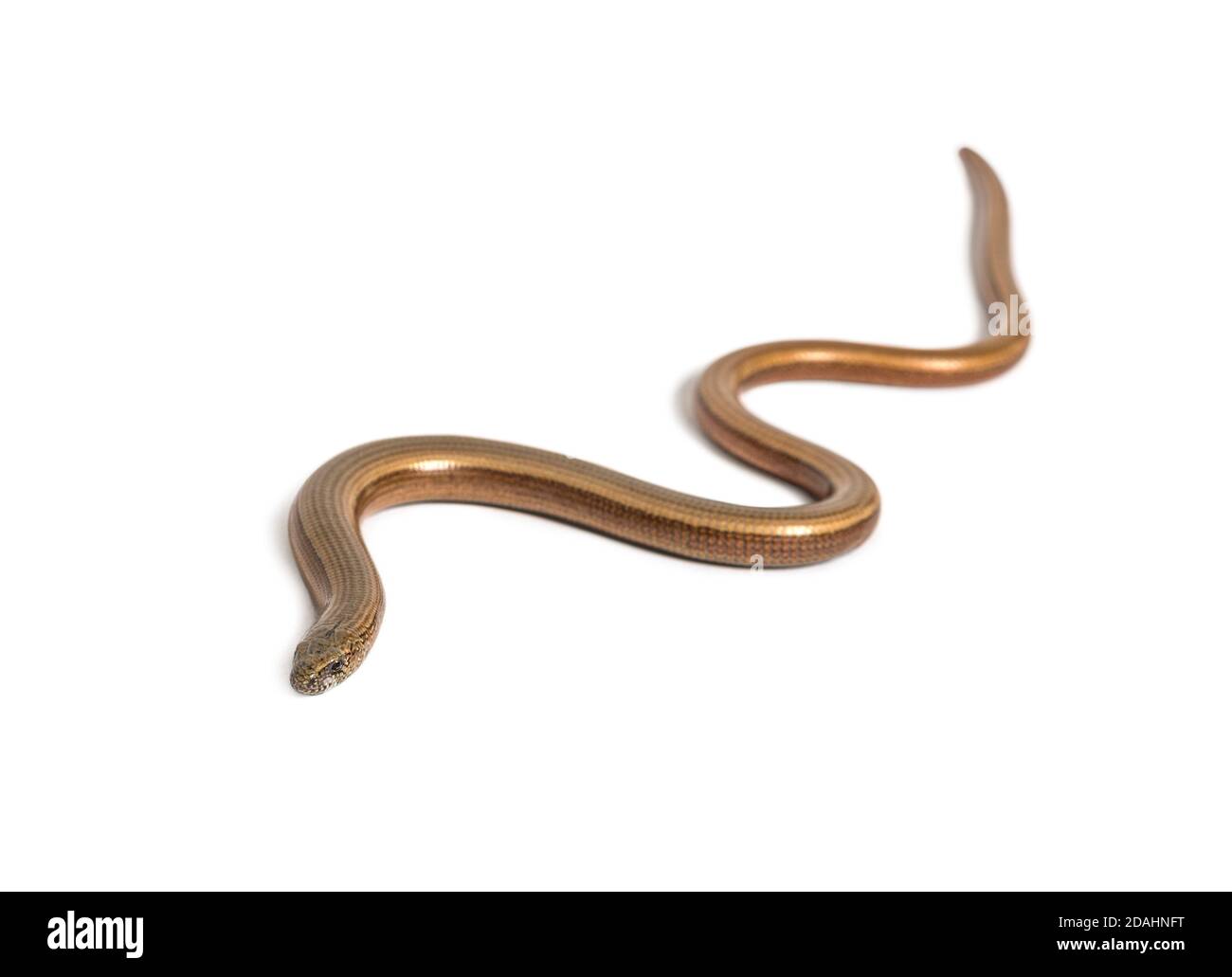slowworm, Anguis fragilis, Isolated on white Stock Photo - Alamy