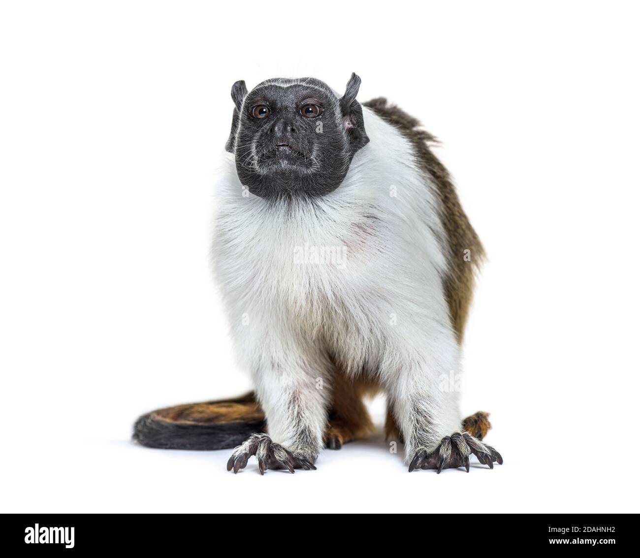 Pied tamarin, Saguinus bicolor, isolated on white Stock Photo - Alamy