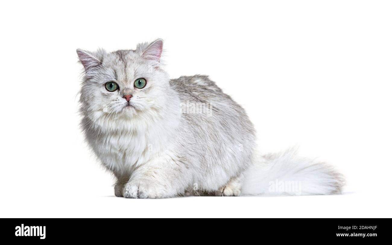 Grey british longhair cat Cut Out Stock Images & Pictures - Alamy