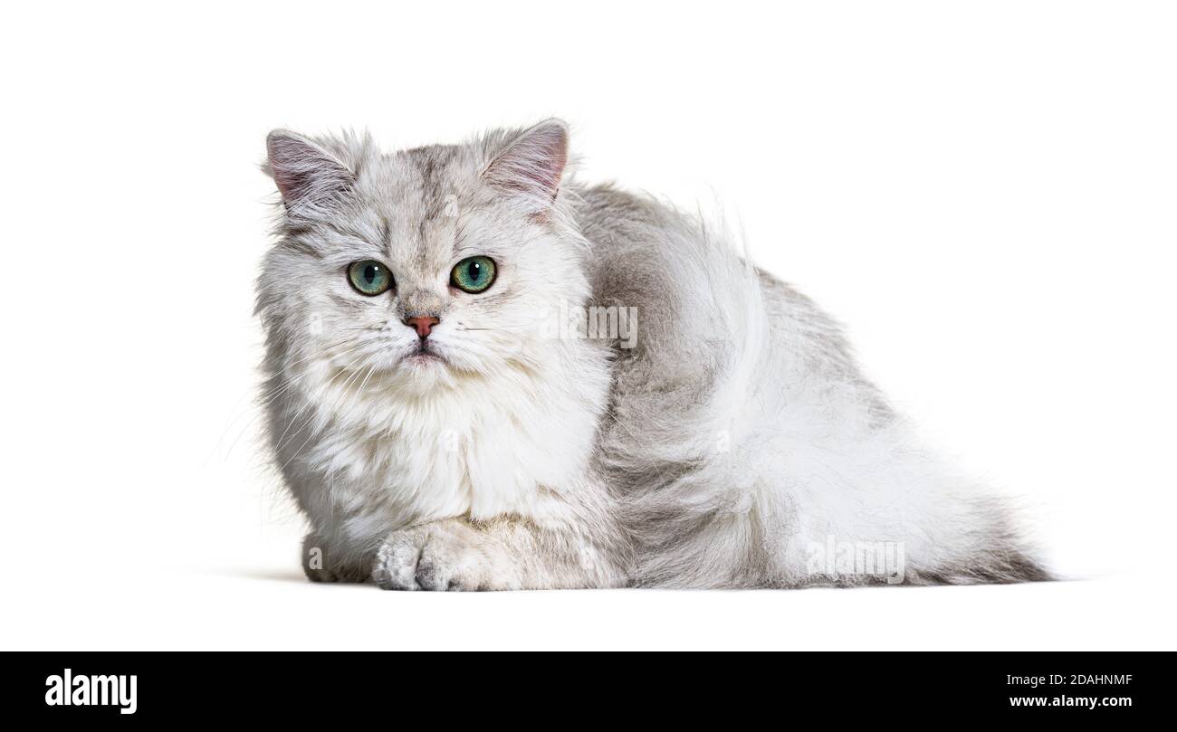 Grey british longhair cat Cut Out Stock Images & Pictures - Alamy