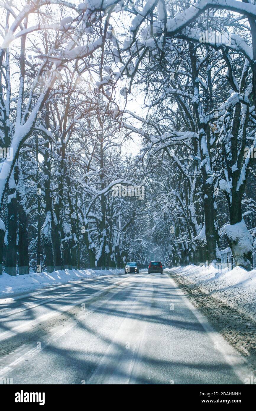 winter road with trees in snow Stock Photo - Alamy