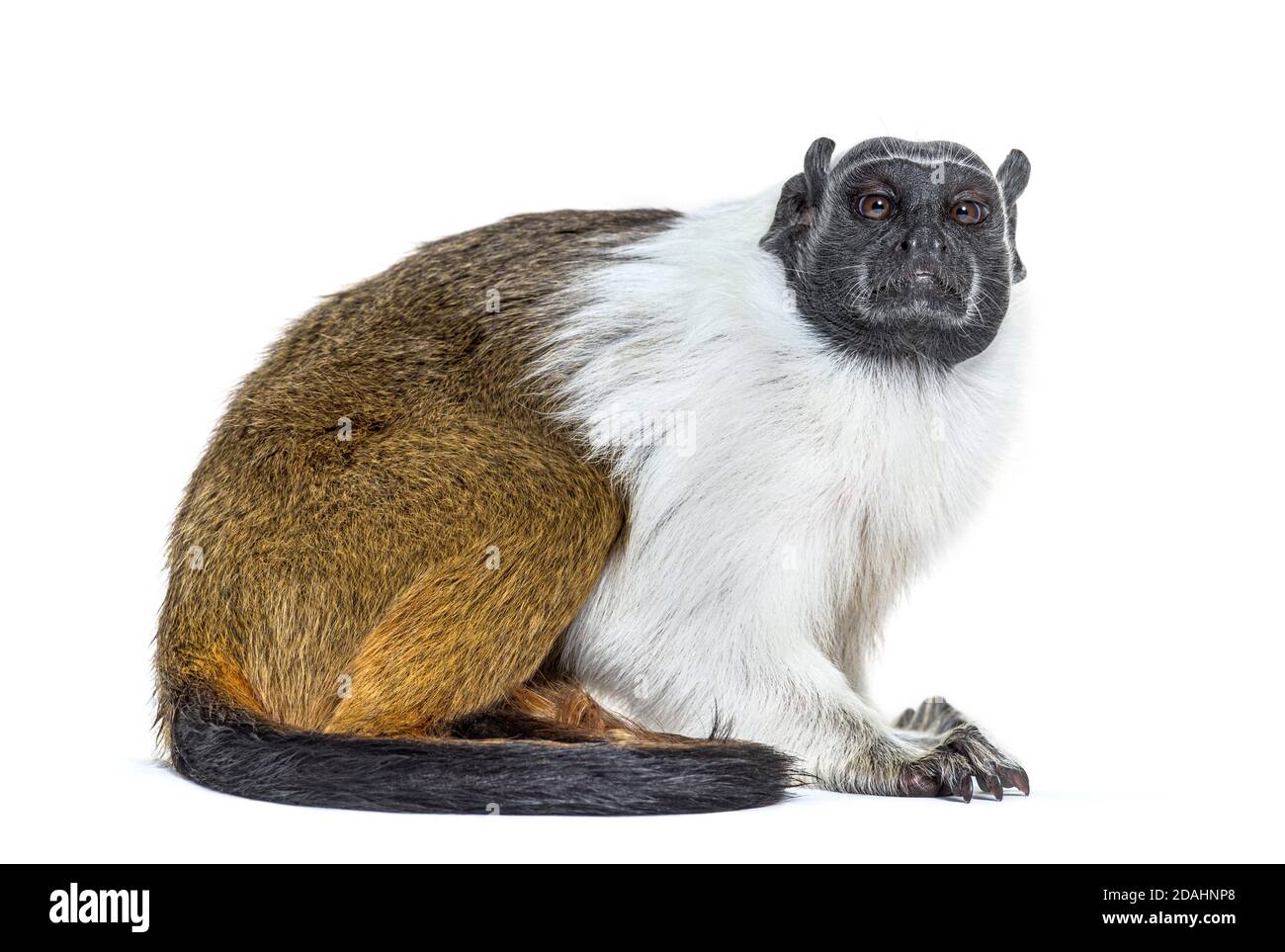 Pied tamarin, Saguinus bicolor, isolated on white Stock Photo - Alamy