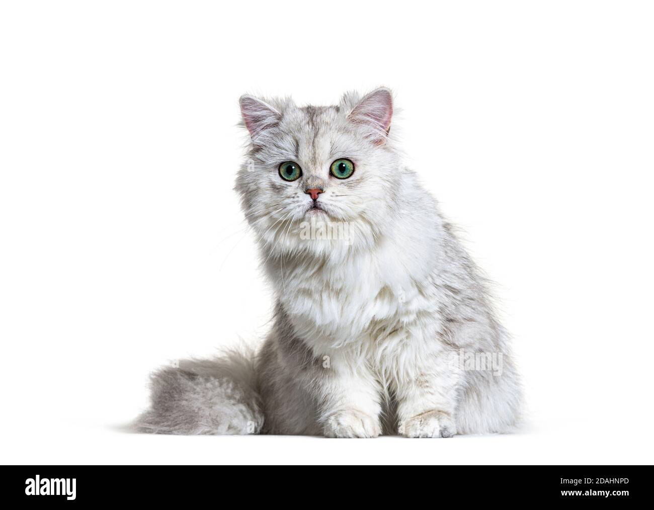 Grey british longhair cat Cut Out Stock Images & Pictures - Alamy