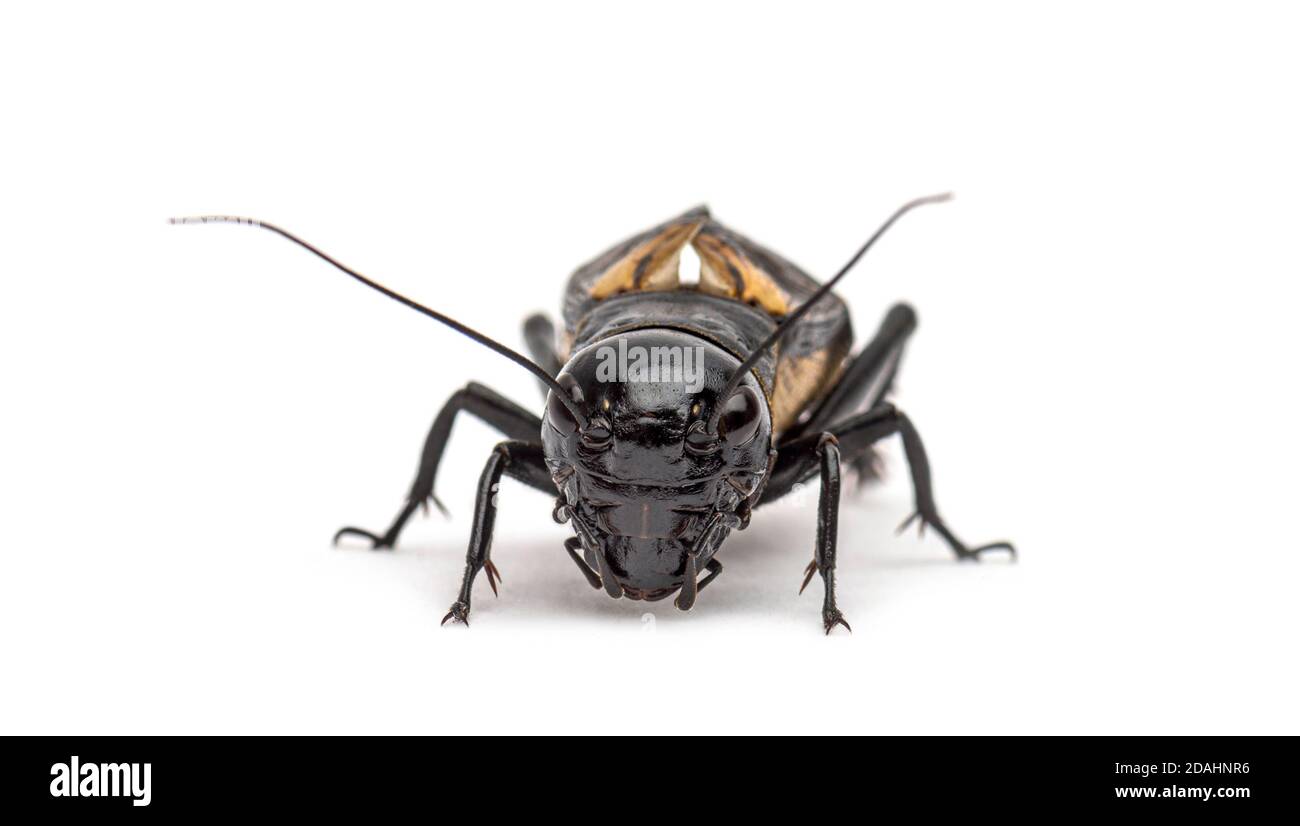 Male field cricket isolated hi-res stock photography and images - Alamy