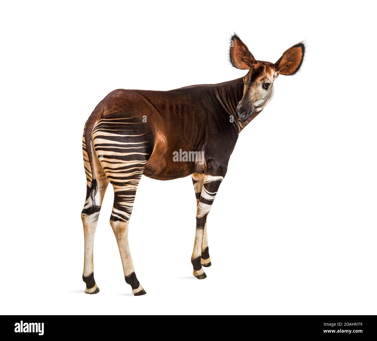 Okapi, Okapia johnstoni, isolated on white Stock Photo - Alamy