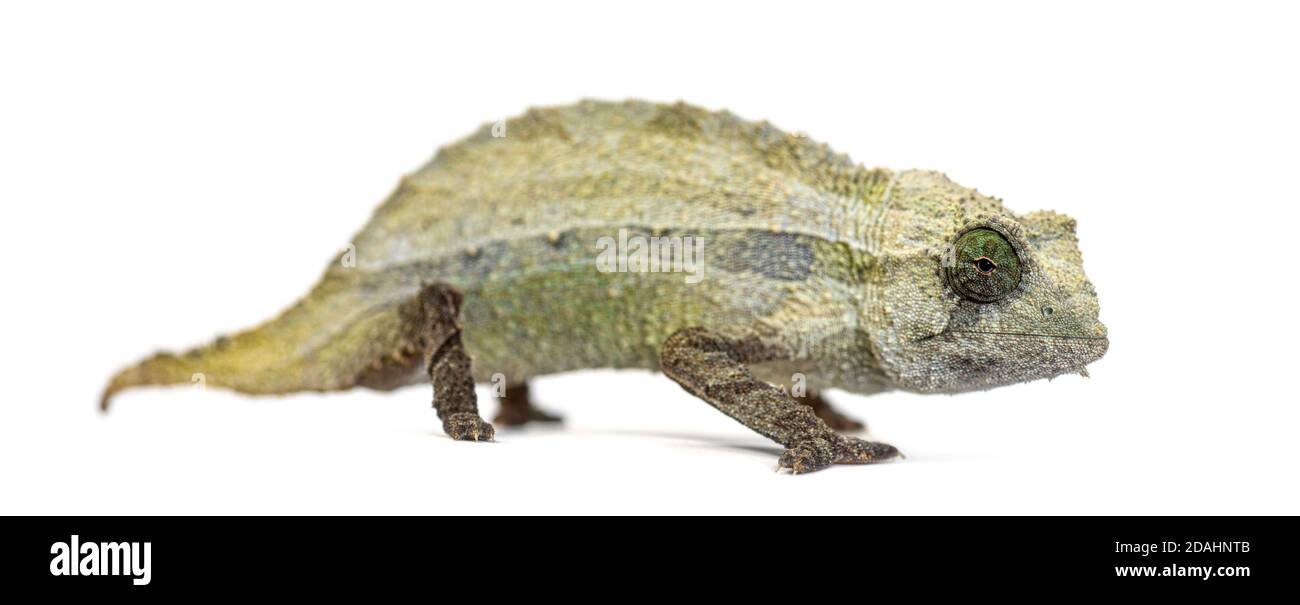 Side view of a chameleon Cut Out Stock Images & Pictures - Alamy