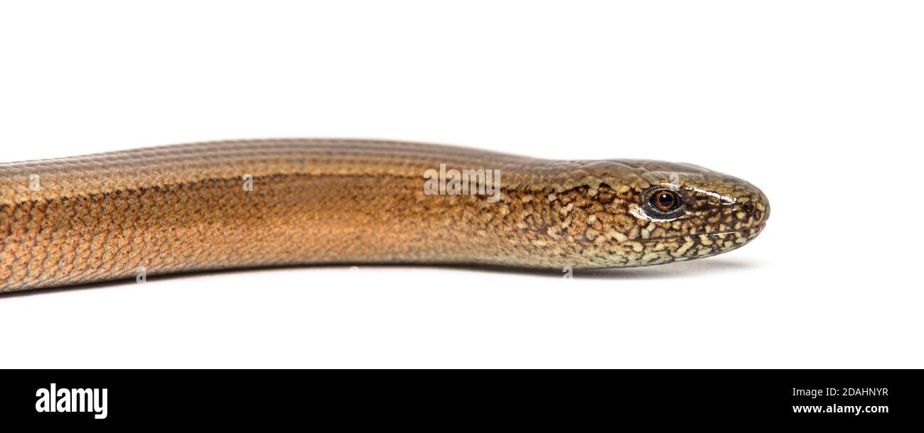 Common slowworm anguis fragilis hi-res stock photography and images - Alamy