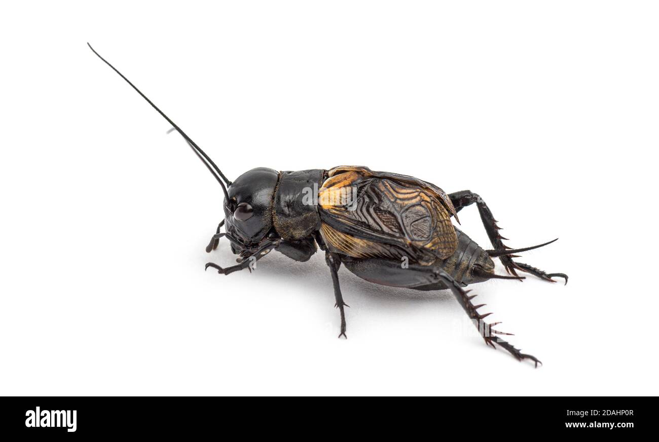 Male field cricket, isolated on white Stock Photo - Alamy