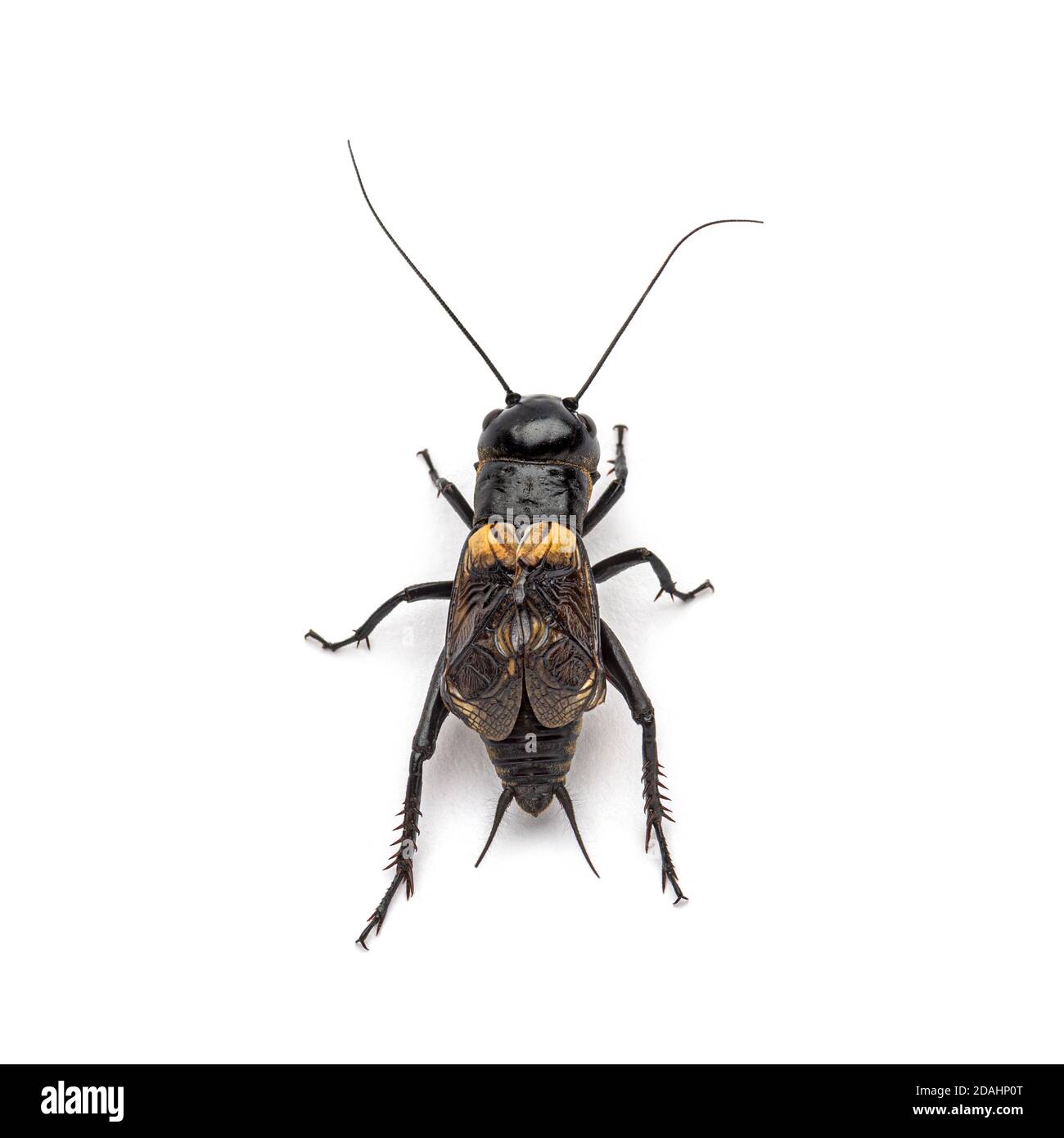 Male field cricket, isolated on white Stock Photo - Alamy