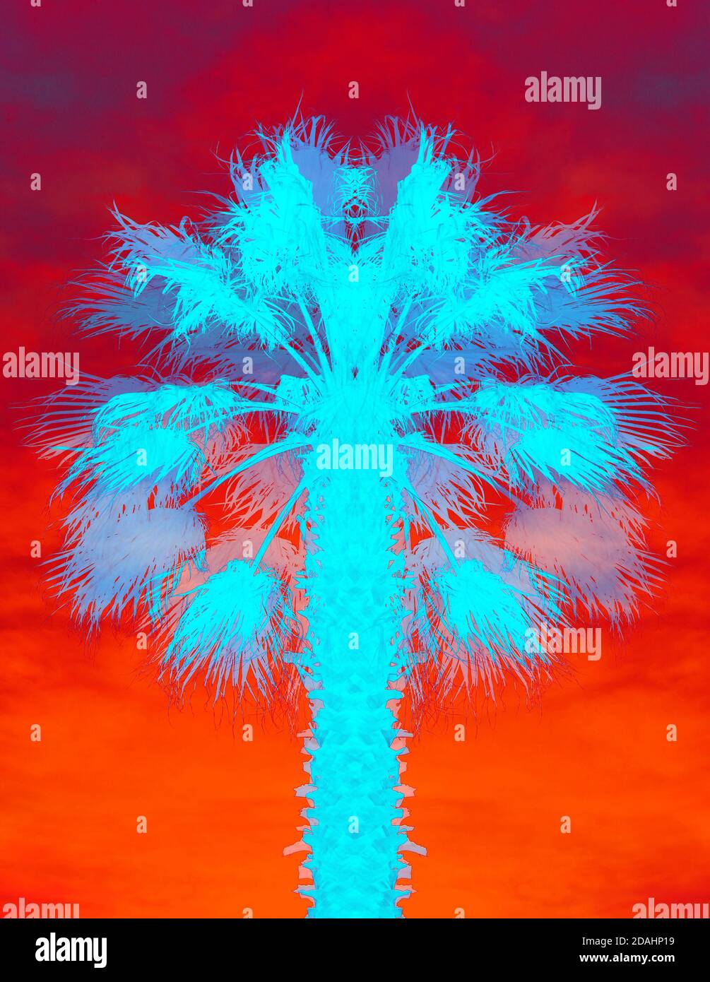 Retro illustration of the bright color of a palm tree Stock Photo - Alamy