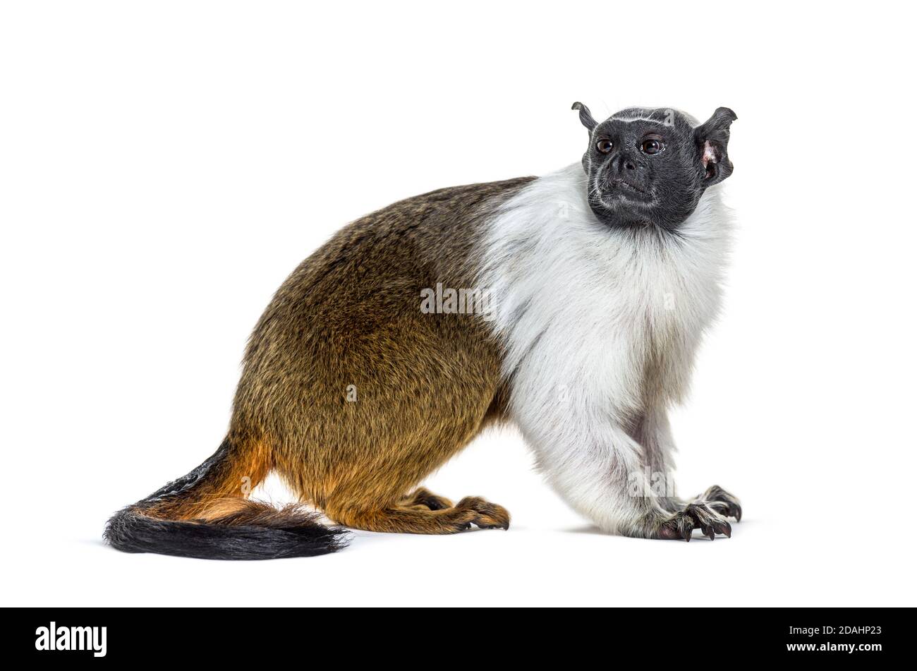 Pied tamarin, Saguinus bicolor, isolated on white Stock Photo - Alamy