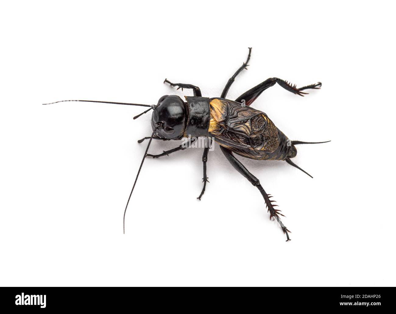 Male field cricket, isolated on white Stock Photo - Alamy