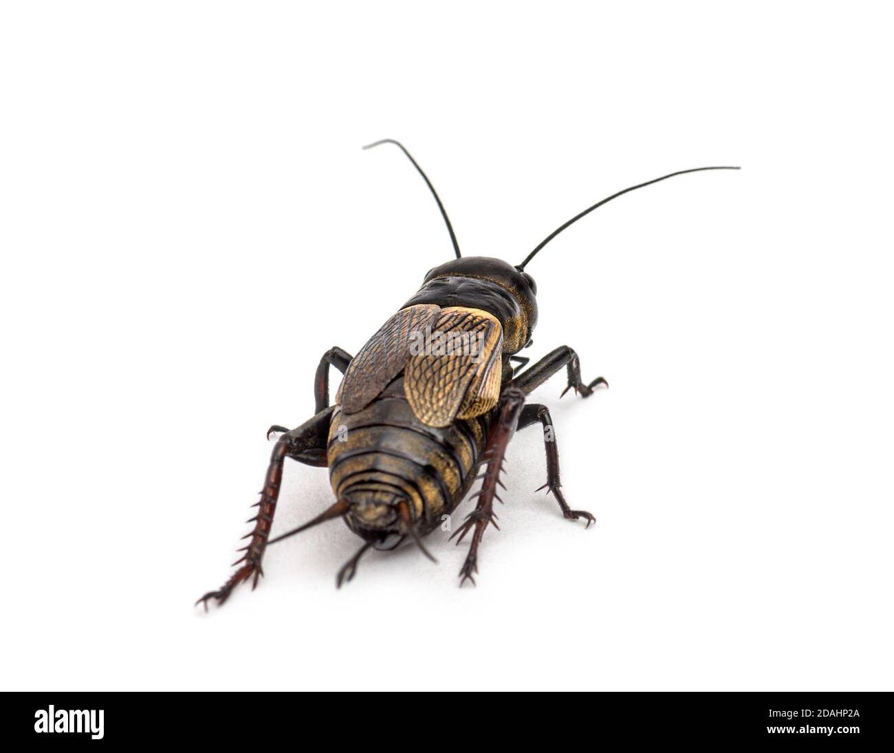Female field cricket, isolated on white Stock Photo - Alamy