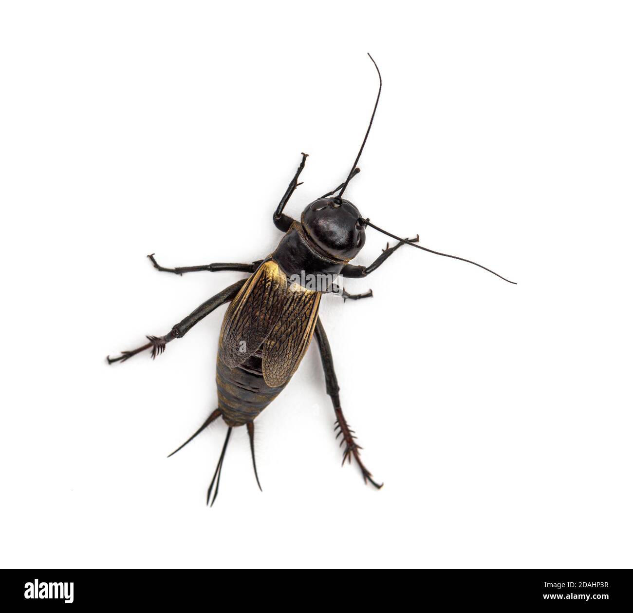Female field cricket, isolated on white Stock Photo - Alamy