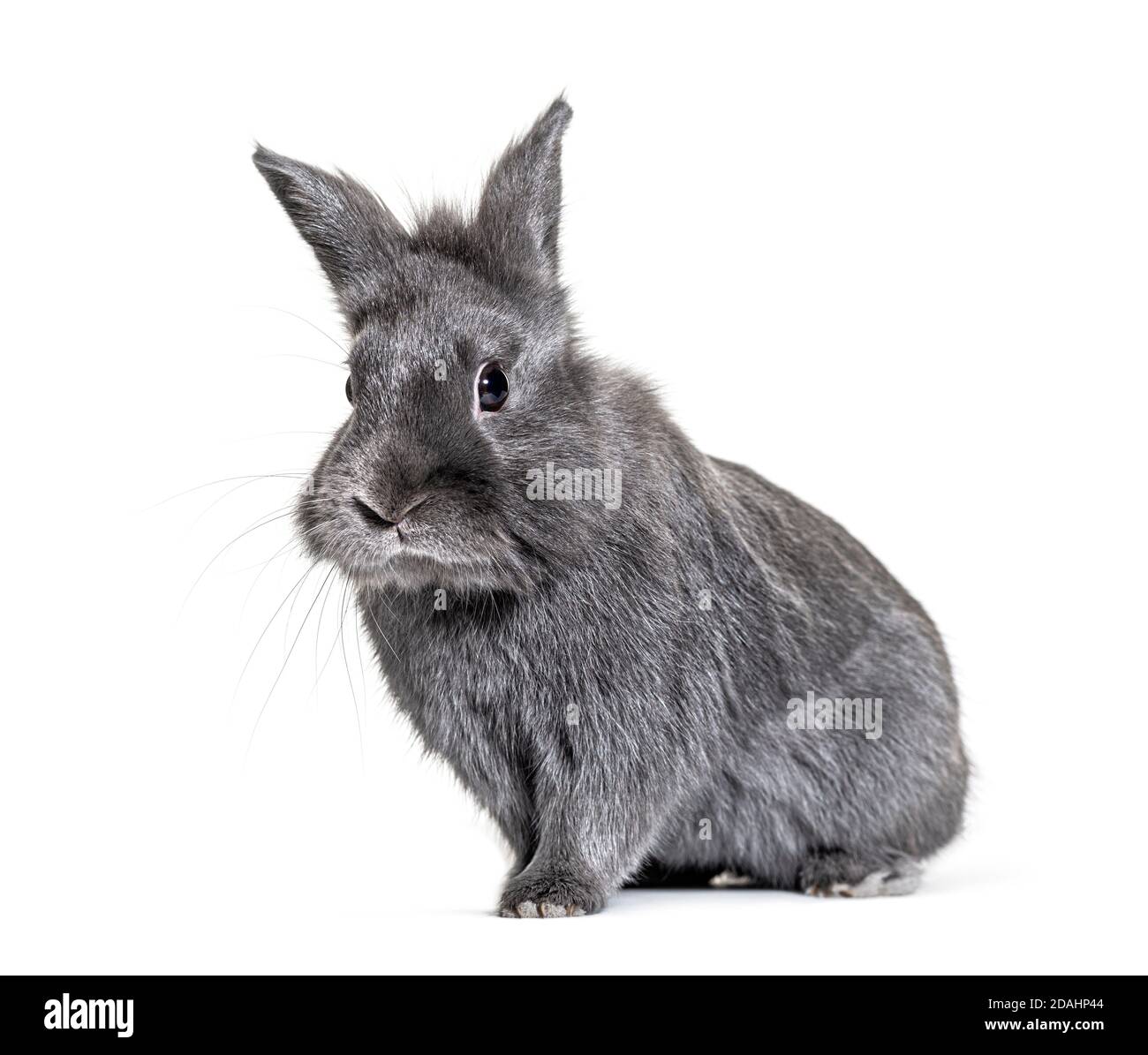 Little grey rabbit Cut Out Stock Images & Pictures - Alamy