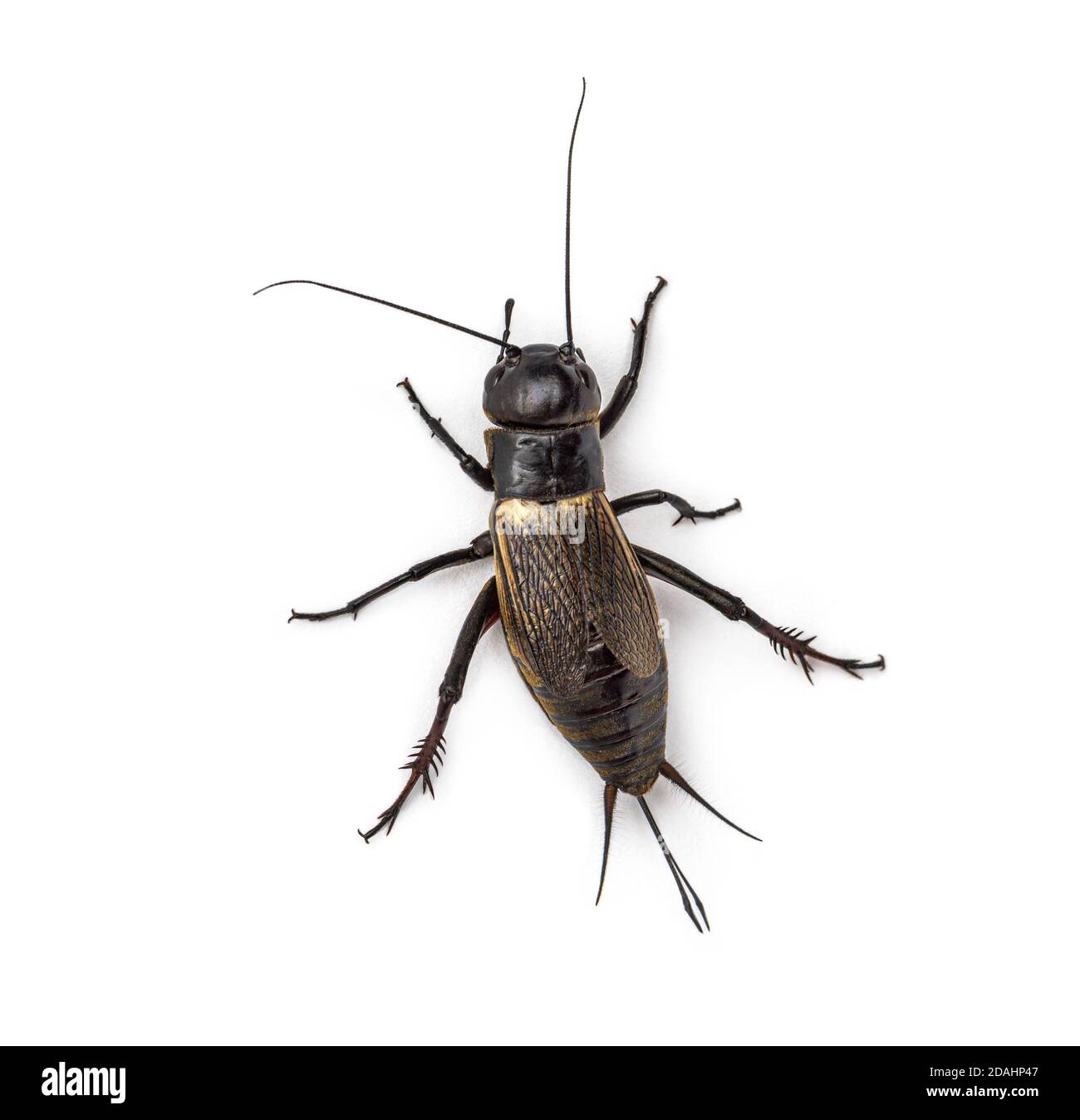Female field cricket, isolated on white Stock Photo - Alamy