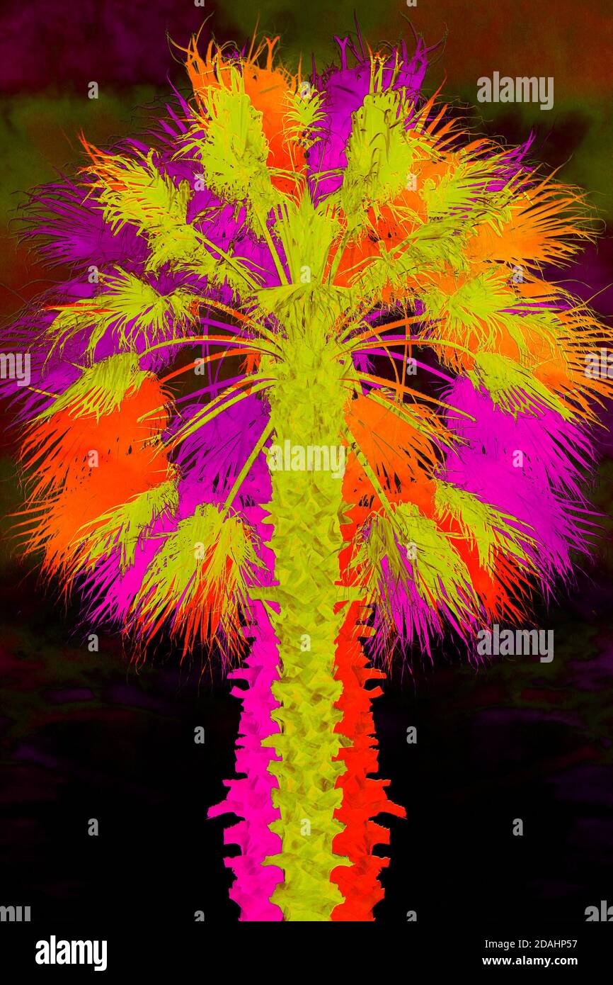 Retro illustration of the bright color of a palm tree Stock Photo - Alamy