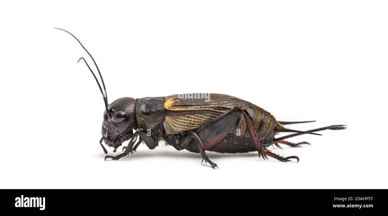 Female field cricket, isolated on white Stock Photo - Alamy
