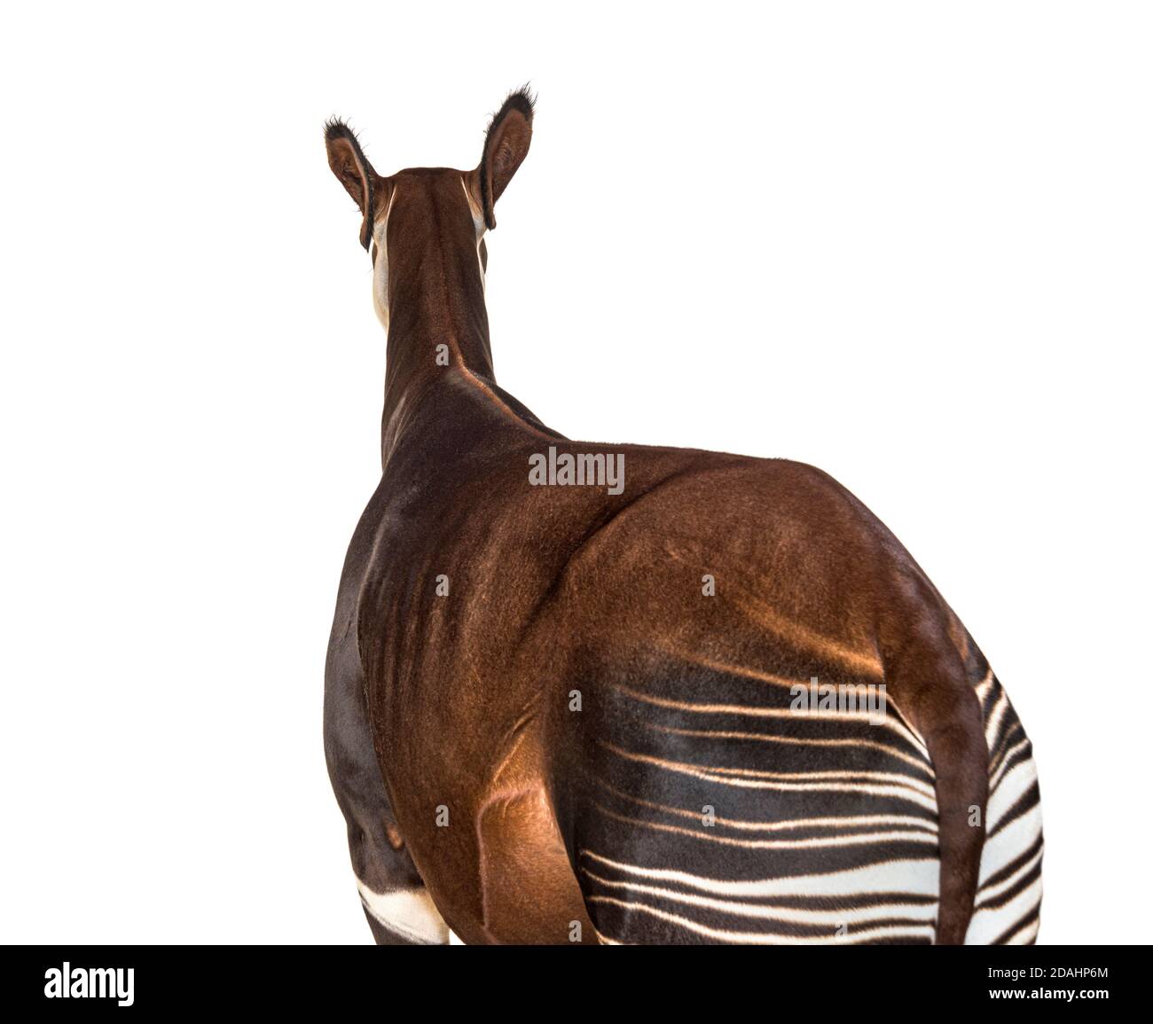 Okapi, Okapia johnstoni, isolated on white Stock Photo - Alamy