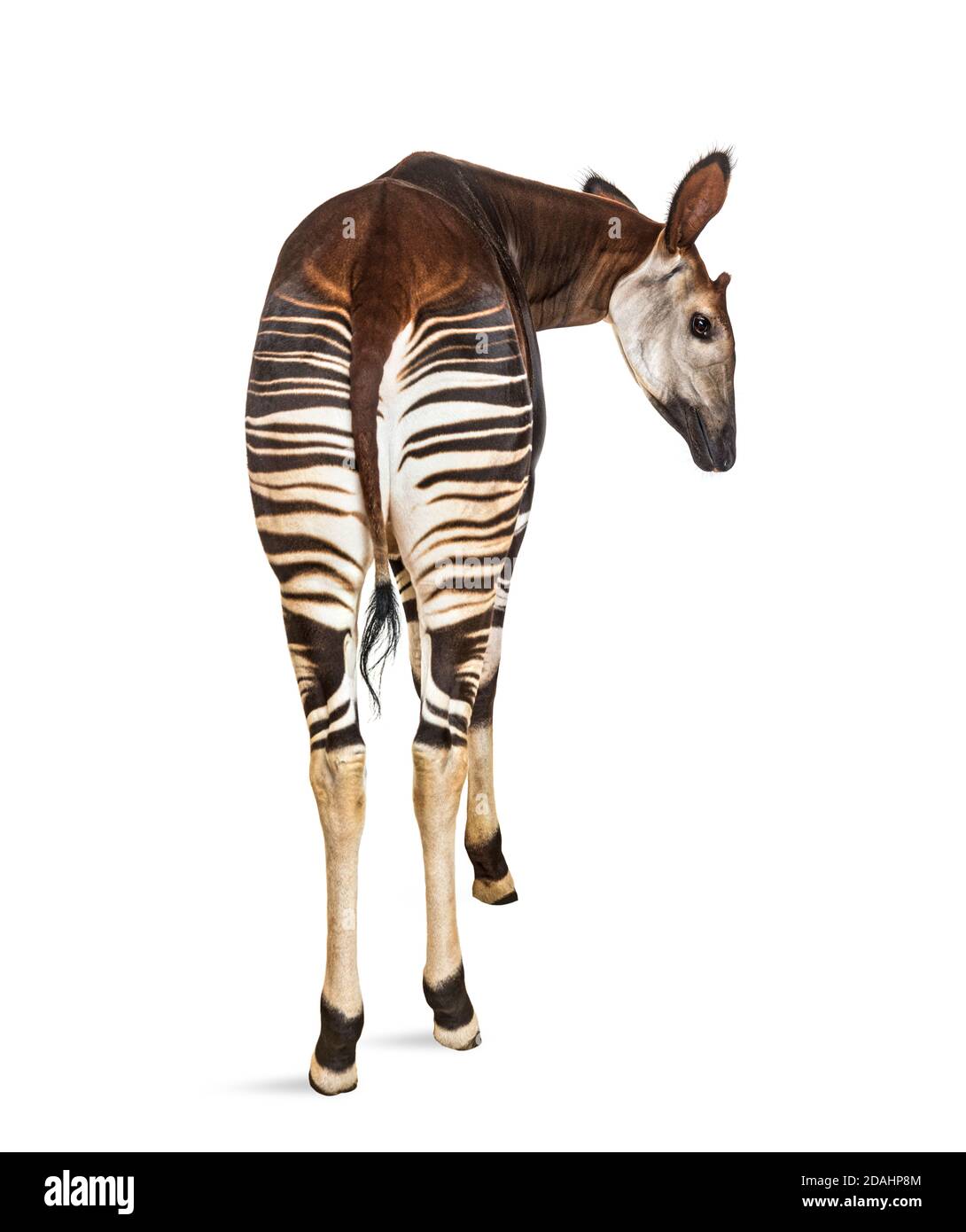 Okapi, Okapia johnstoni, isolated on white Stock Photo - Alamy