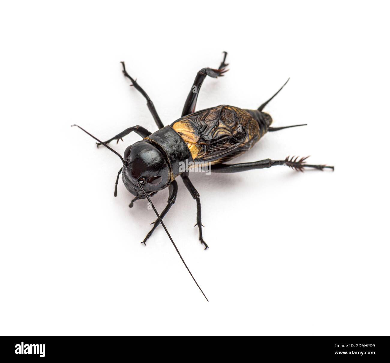 Male field cricket, isolated on white Stock Photo - Alamy