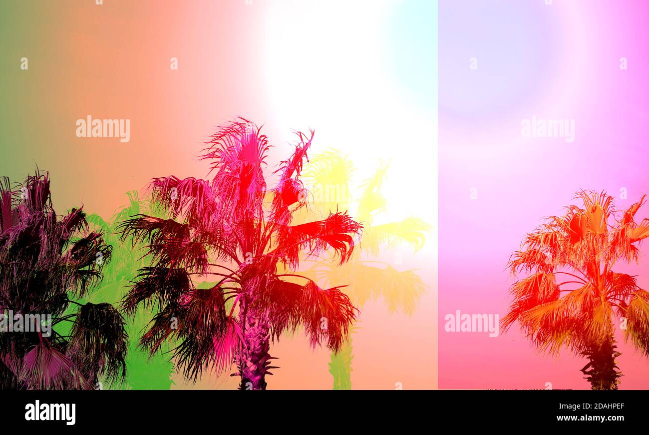 Retro illustration of the bright color of a palm tree Stock Photo - Alamy