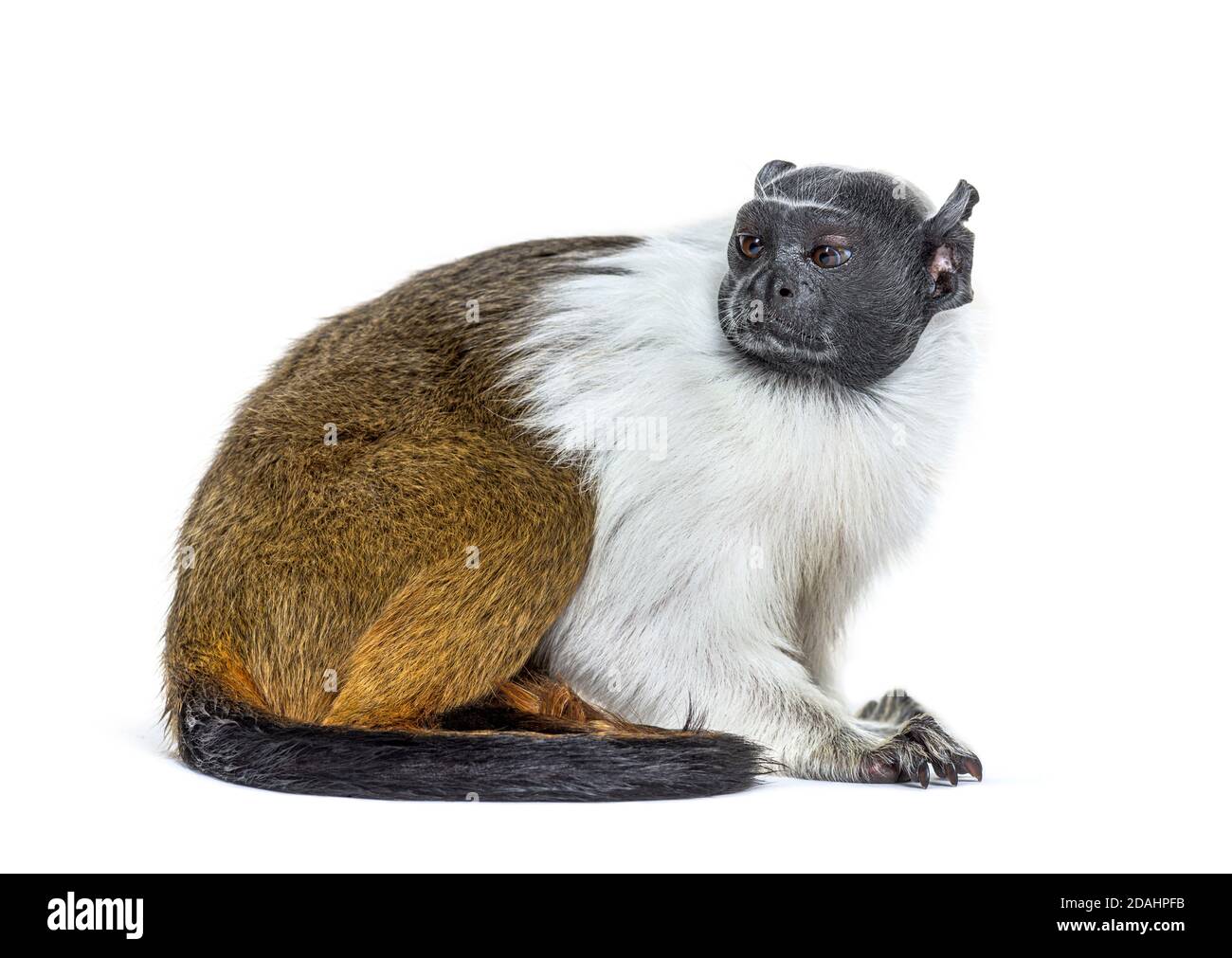 Pied tamarin, Saguinus bicolor, isolated on white Stock Photo - Alamy
