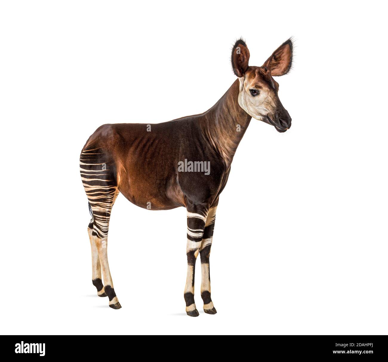 Okapi, Okapia johnstoni, isolated on white Stock Photo - Alamy