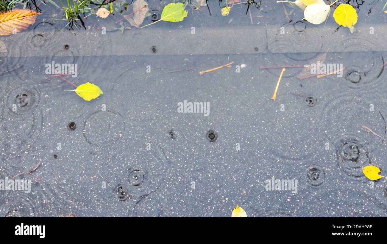 above view of puddle with floating fallen leaves on sidewalk in autumn rain Stock Photo - Alamy