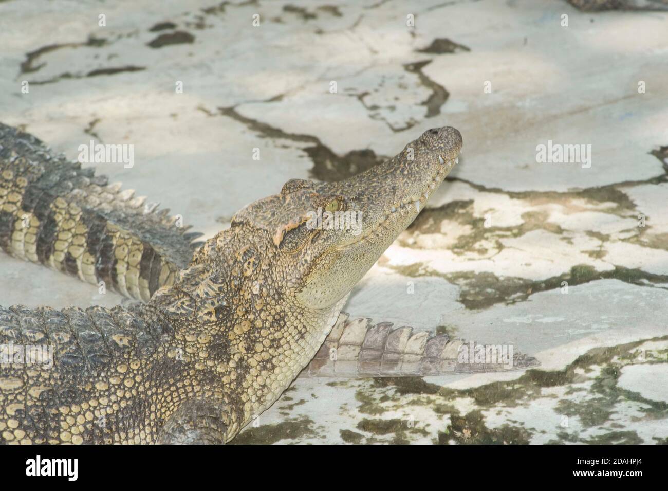 head of a crocodile on a farm in vietnam, crocodile on stone surface ...