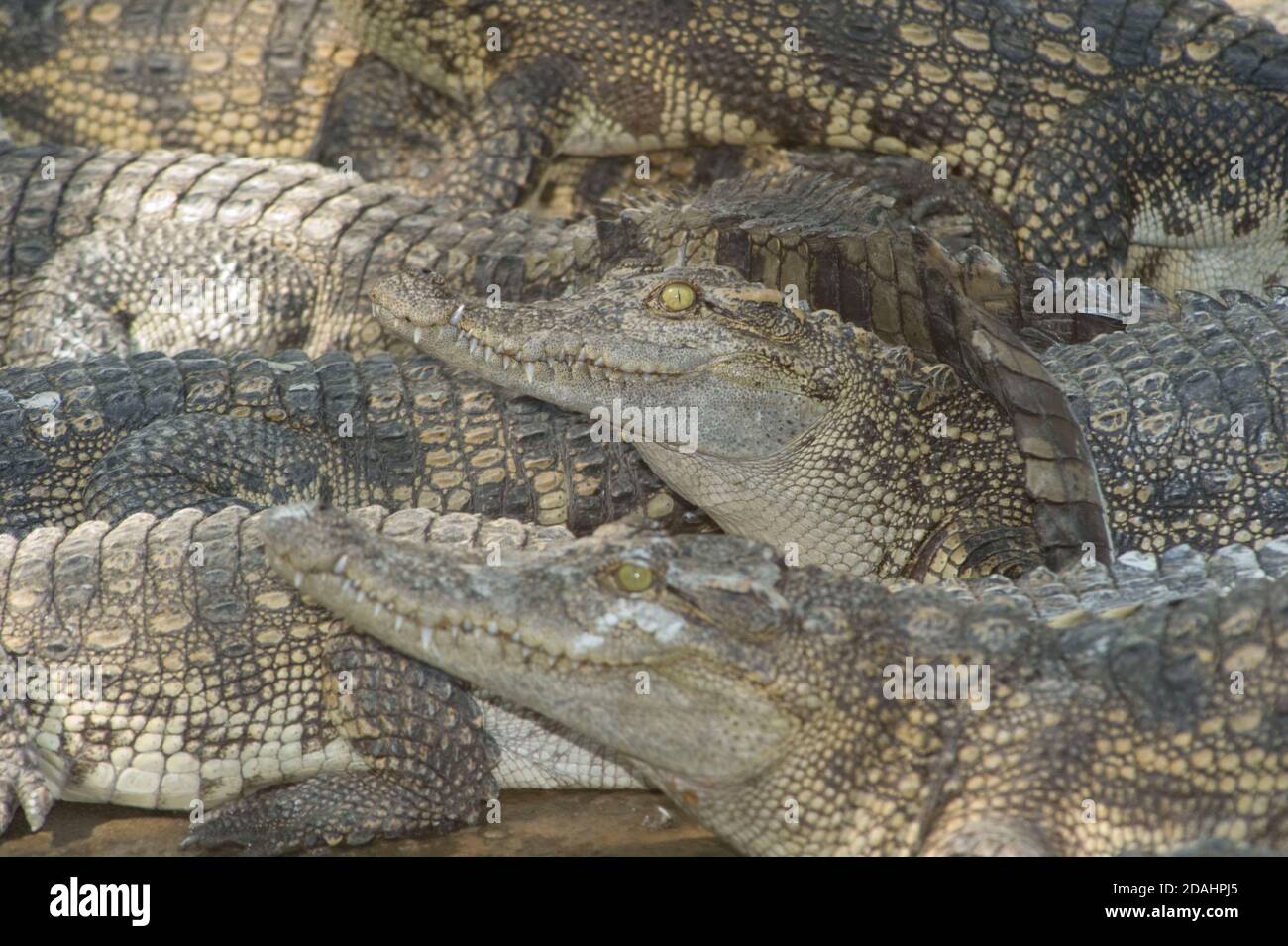 head of a crocodile on a farm in vietnam, crocodile on stone surface ...