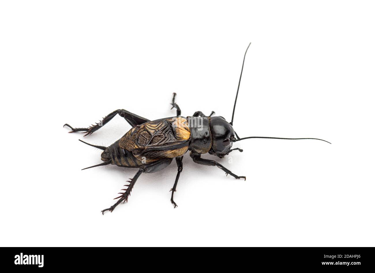 Male field cricket, isolated on white Stock Photo - Alamy
