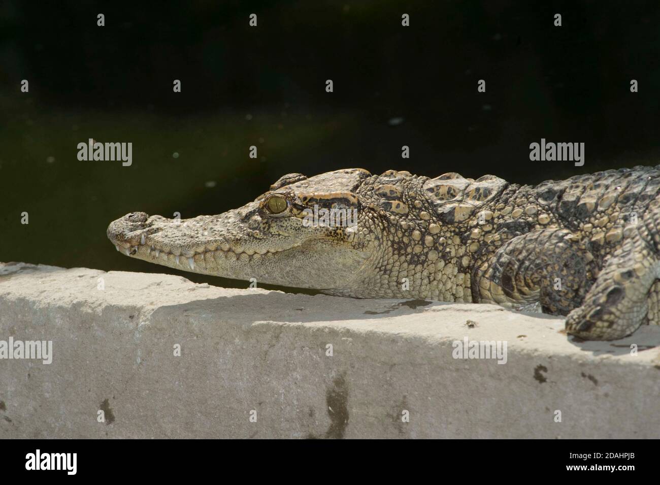 head of a crocodile on a farm in vietnam, crocodile on stone surface ...