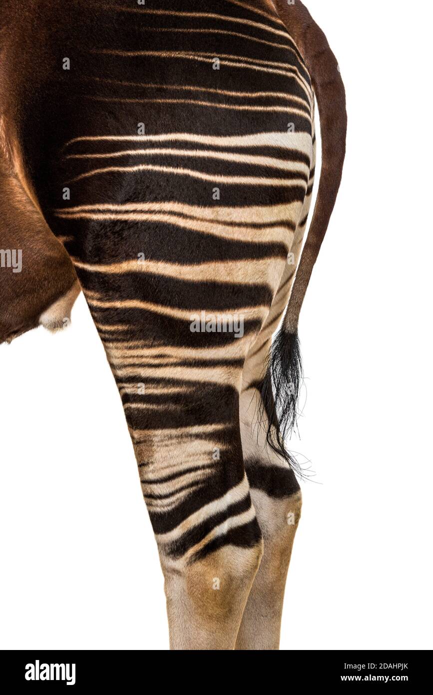 Okapi, Okapia johnstoni, isolated on white Stock Photo - Alamy