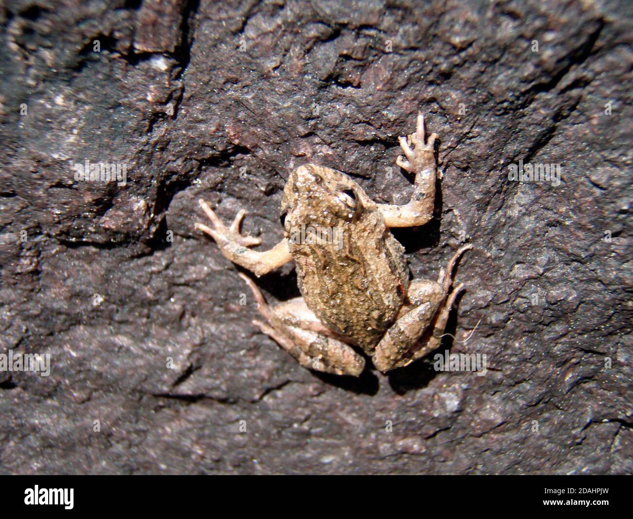 Toad stone hi-res stock photography and images - Alamy