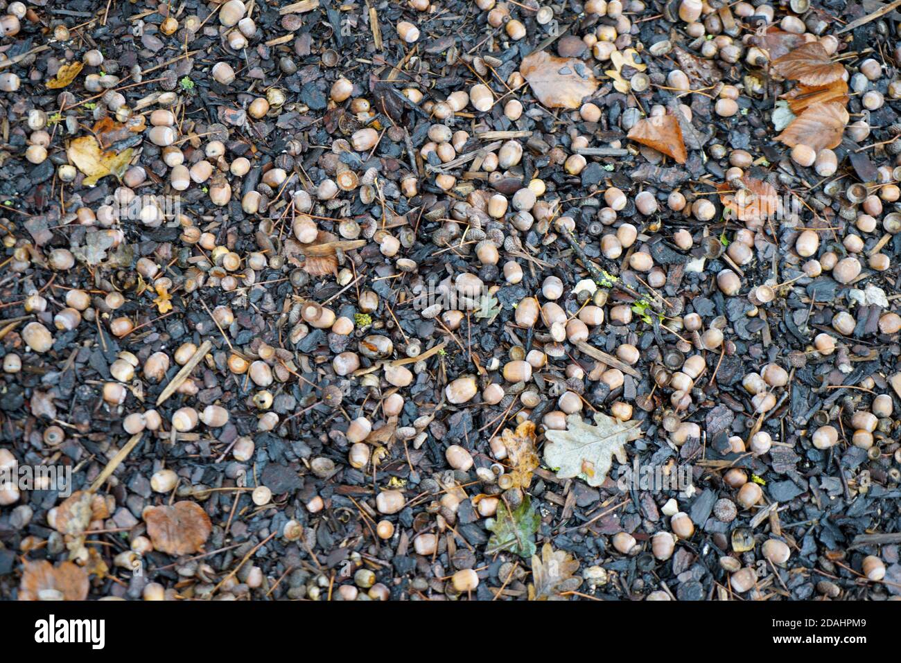 Top view shot of fallen acorns on the ground Stock Photo - Alamy