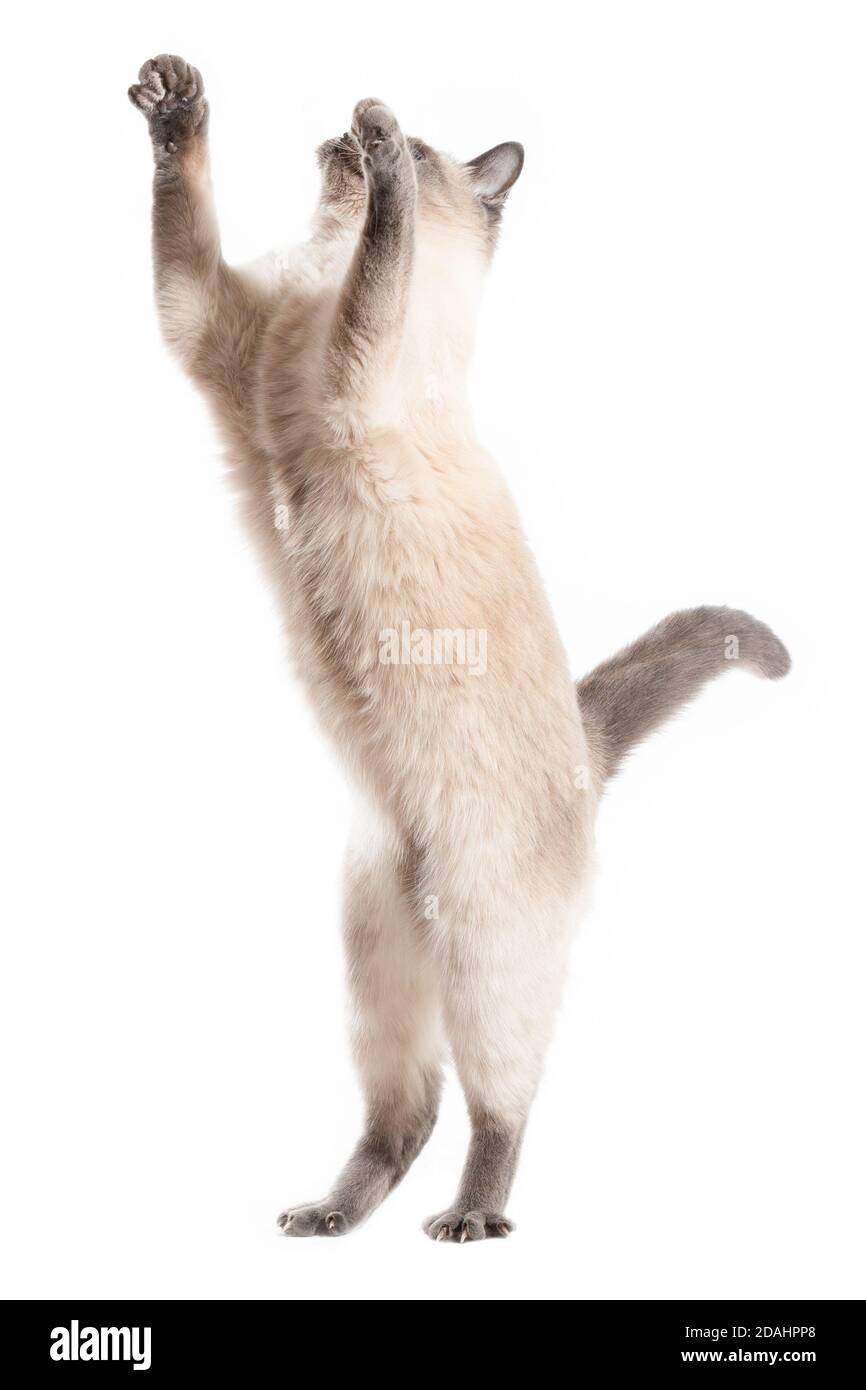 The cat jumps up and stretches out to the full height Stock Photo - Alamy