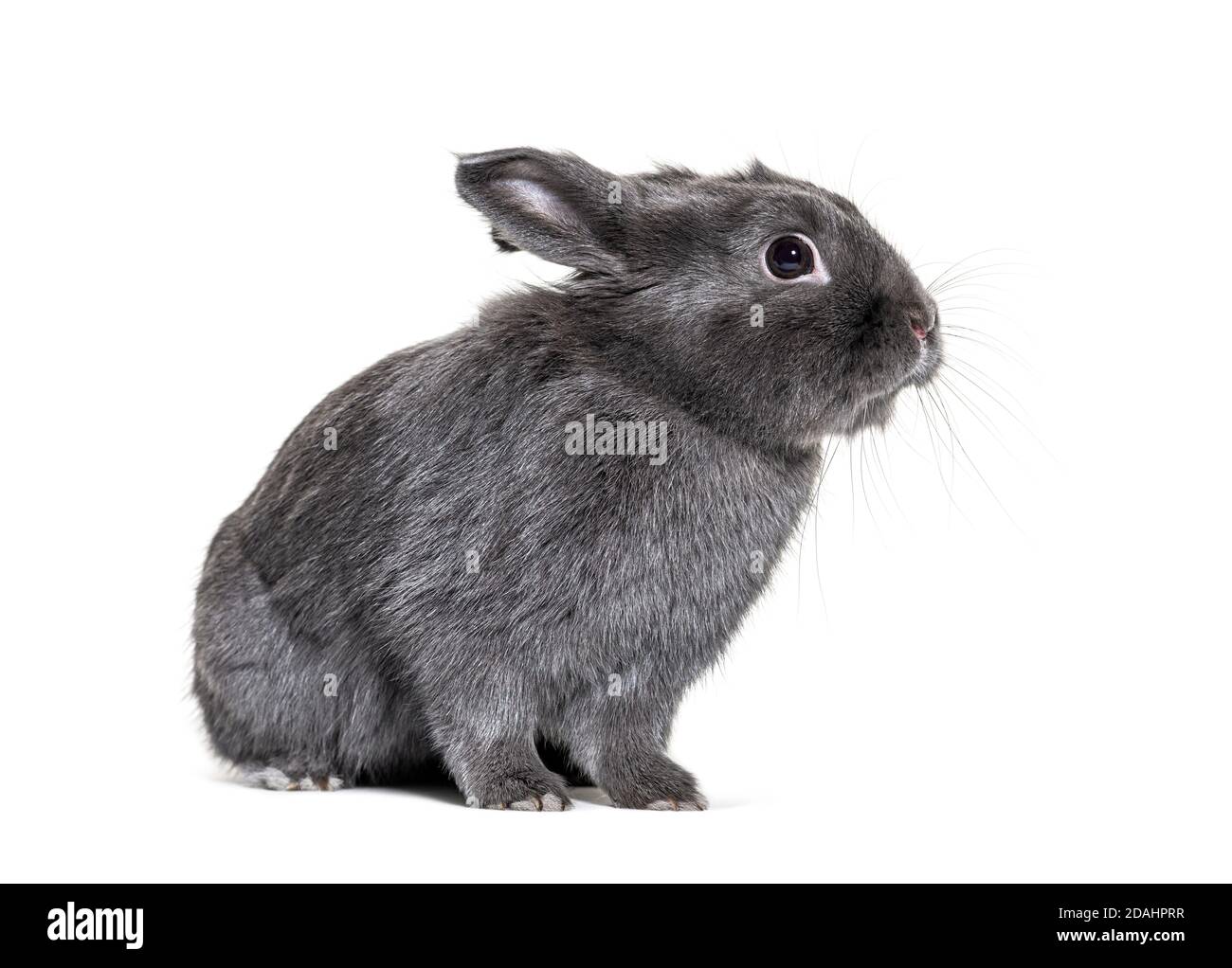Grey young rabbit standing in front, isolated Stock Photo - Alamy