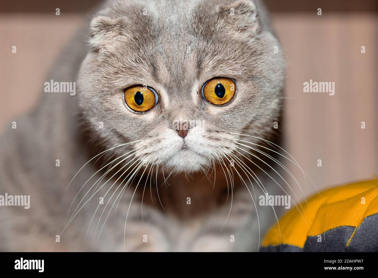 Sad disappointed cat with an expressive look Stock Photo - Alamy