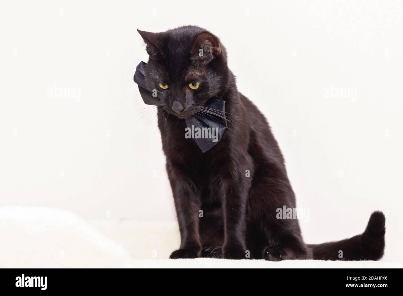 Human cat collar hi-res stock photography and images - Alamy