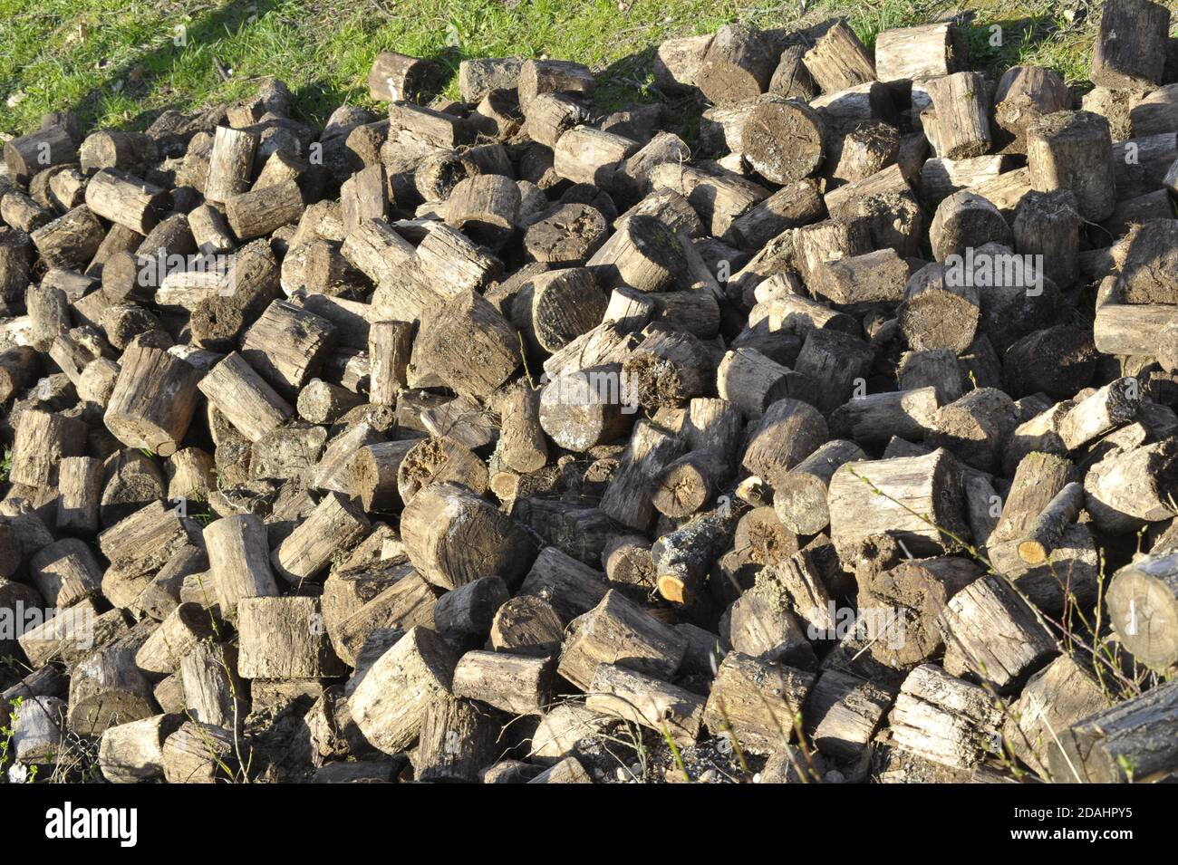 deadwood in the forest caused by the wood decay fungus Stock Photo - Alamy