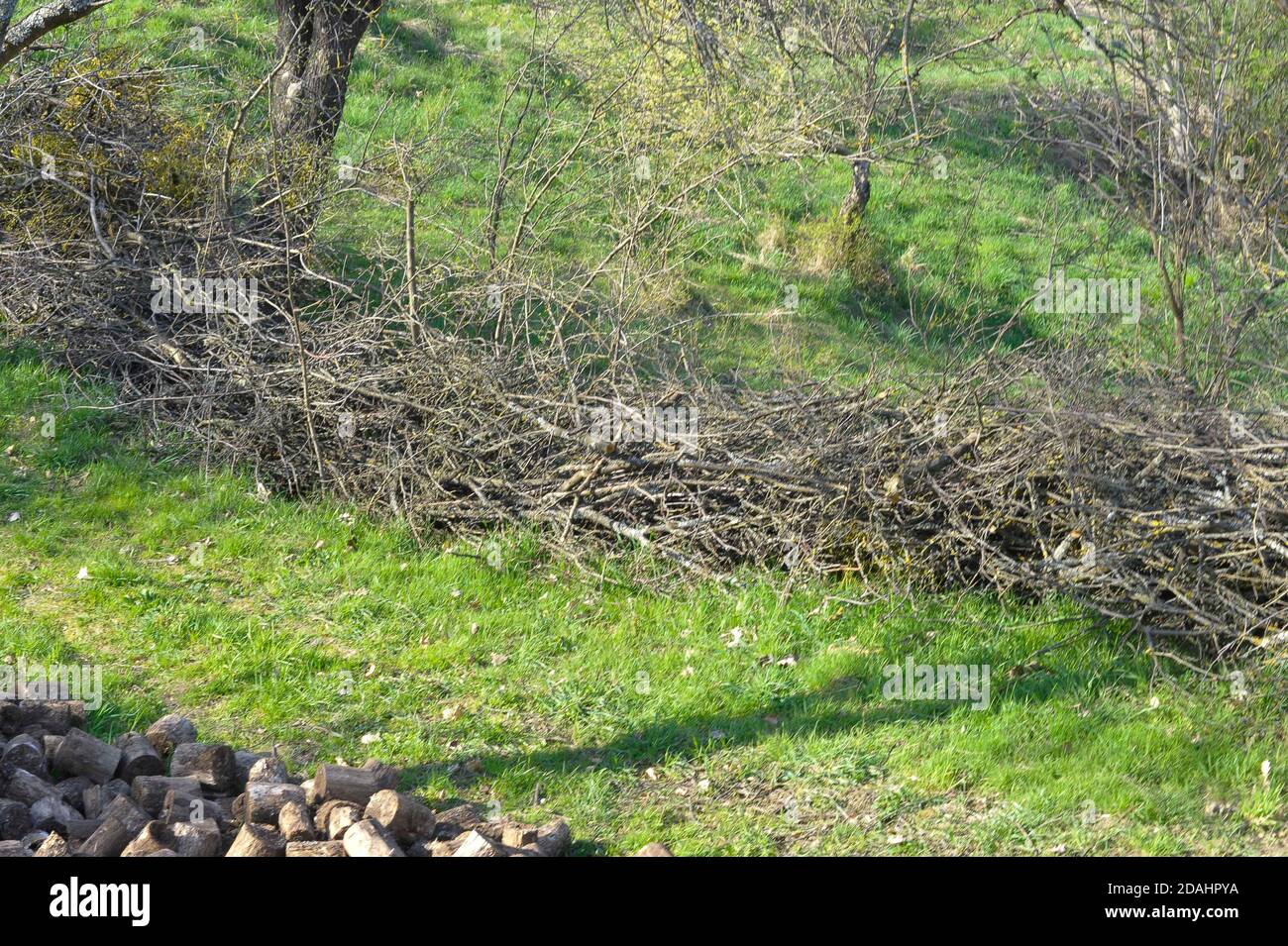 deadwood in the forest caused by the wood decay fungus Stock Photo - Alamy