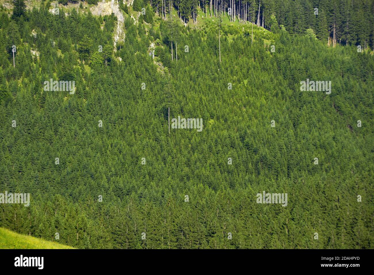 monoculture cultivation in the forest, lack of biodiversity as a threat ...