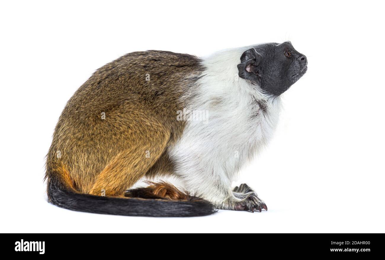 Pied tamarin, Saguinus bicolor, isolated on white Stock Photo - Alamy