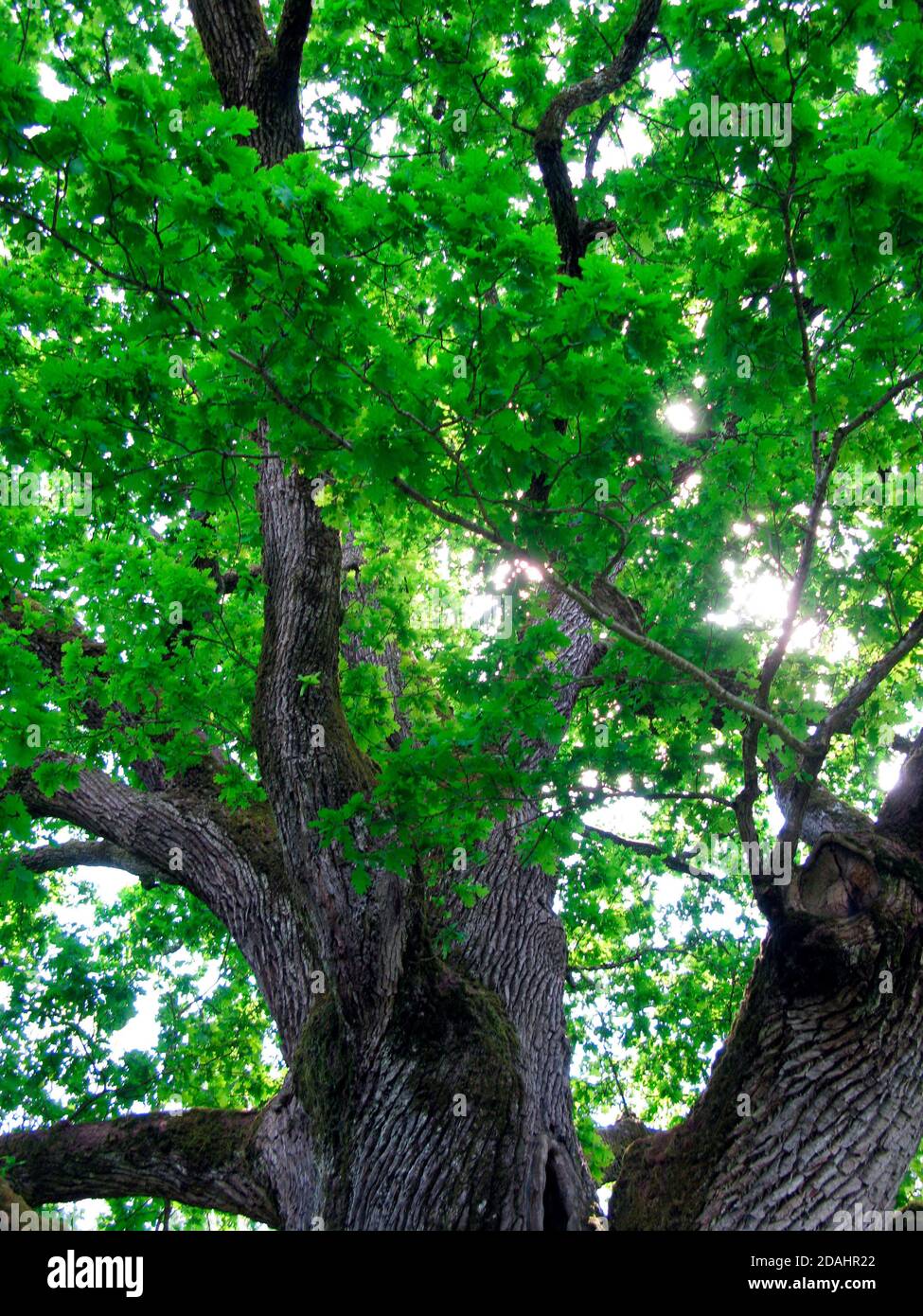 Deciduous Forest Oak Tree