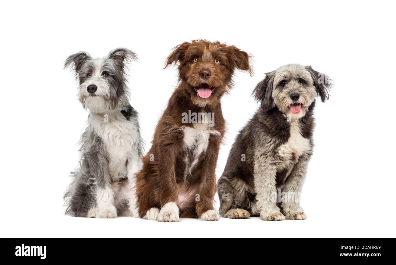group of Mixed-breed dog isolated on white Stock Photo - Alamy