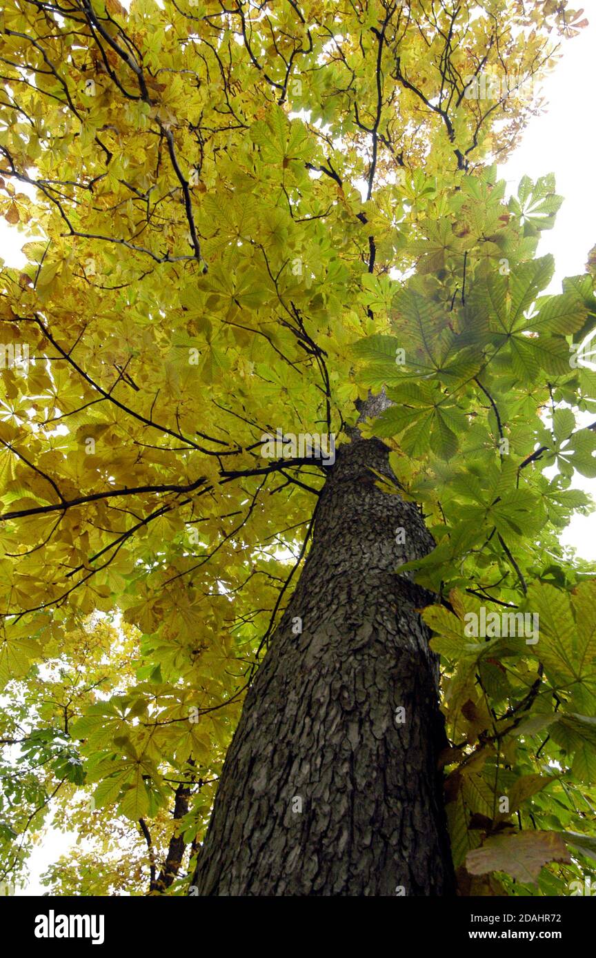 the treetop and leaves of deciduous trees in the nature Stock Photo - Alamy