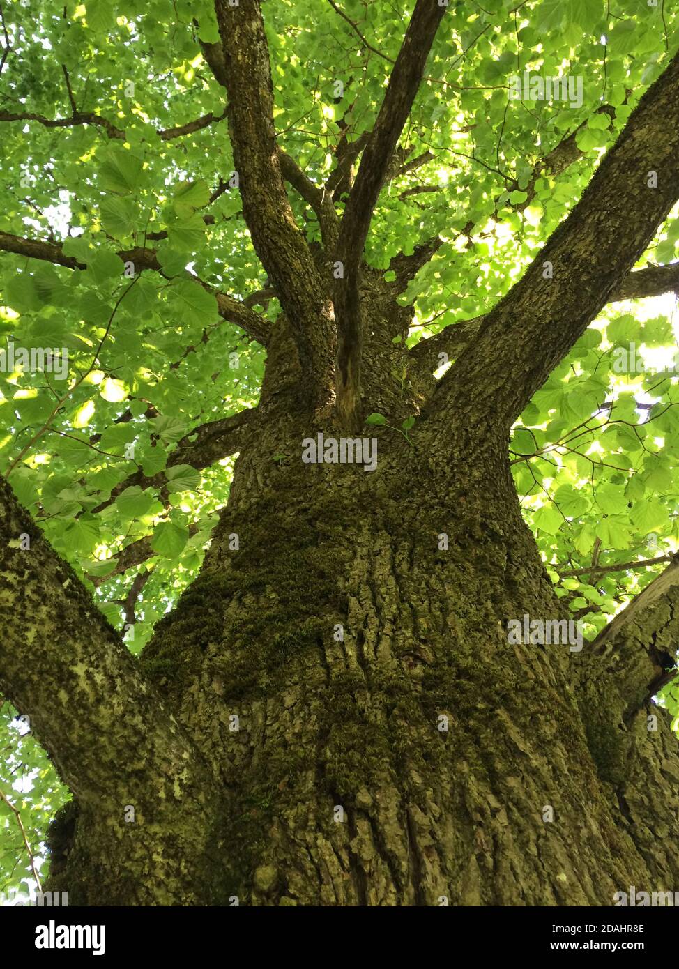 the treetop and leaves of deciduous trees in the nature Stock Photo - Alamy