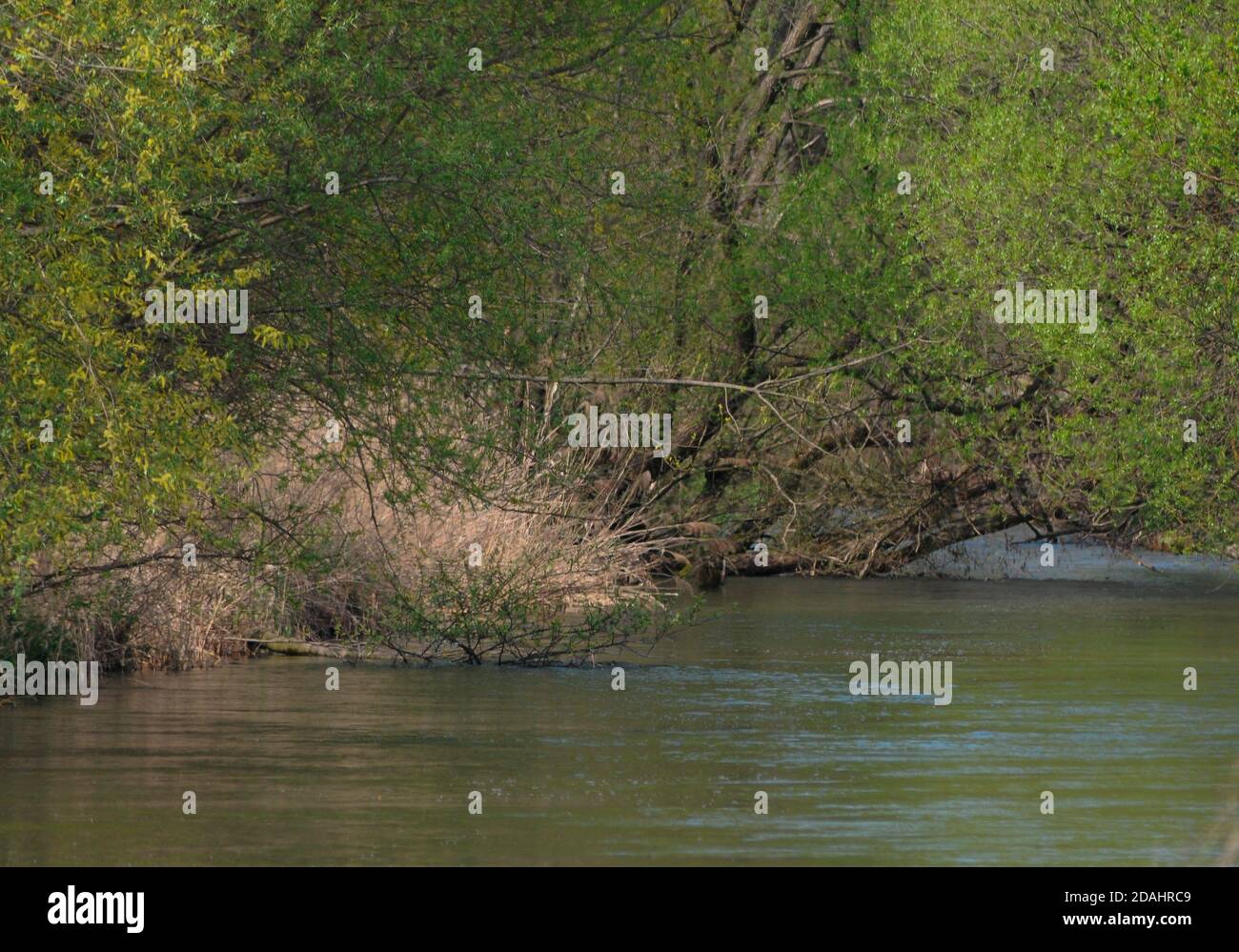 trees and water in an alluvial forest, wetland habitat in nature Stock ...